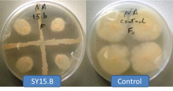 In Vitro Antagonistic Activity of Diverse Bacillus Species Against ...