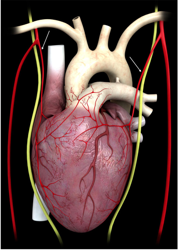 What Are Collateral Vessels In The Heart at Chris Stevens blog