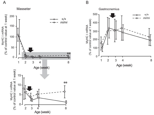 Changes in the Expression of Myosins During Postnatal Development of ...