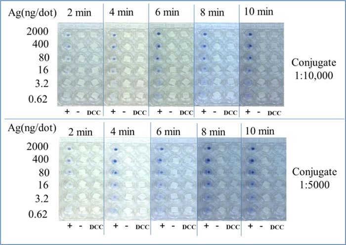 Comparison of Dot ELISA Using GroEL Recombinant Protein as an Antigen and an Indirect ...