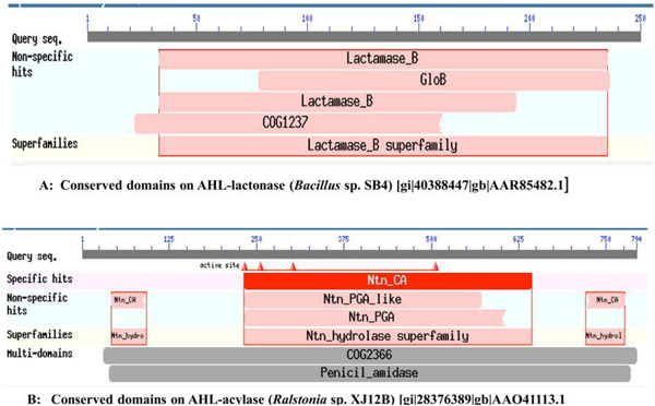 Genomic Analysis Reveals Versatile Organisms for Quorum Quenching ...