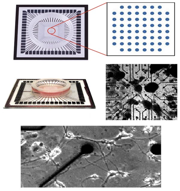 An Overview of Studies Demonstrating that ex vivo Neuronal Networks Display Multiple Complex ...