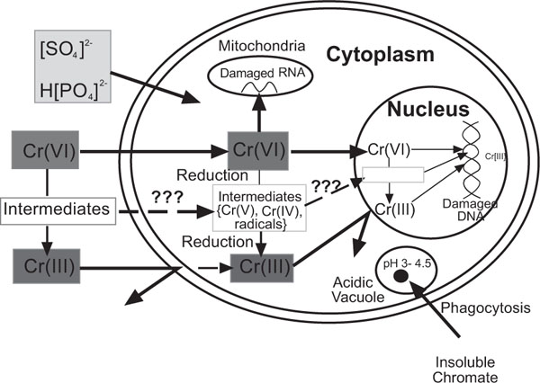 Release of Chromium from Orthopaedic Arthroplasties