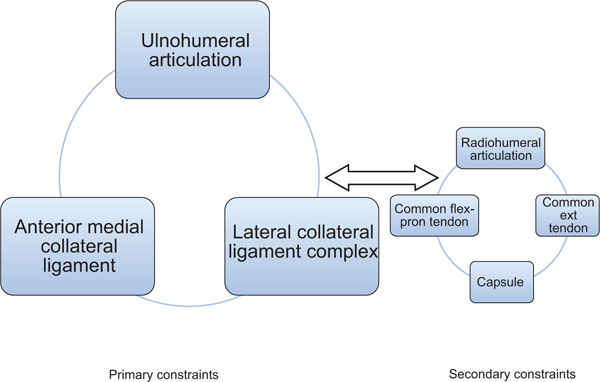 Stability of the Elbow Joint: Relevant Anatomy and Clinical ...