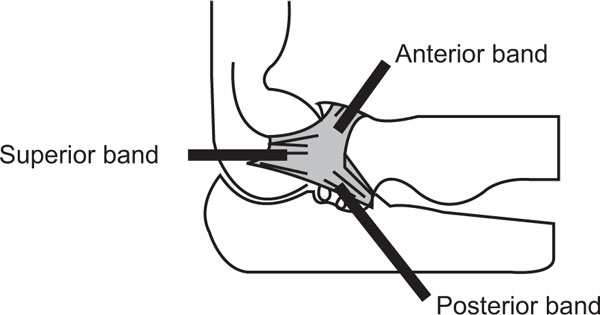 Stability of the Elbow Joint: Relevant Anatomy and Clinical ...